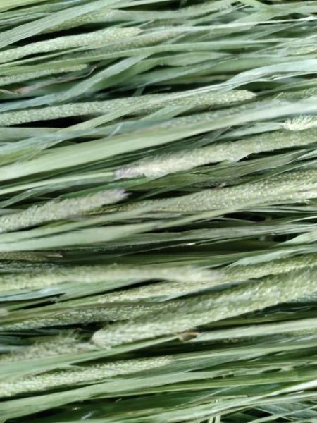 提摩西草图片_如何辨别真假提摩西草-第1张图片-山城妙识