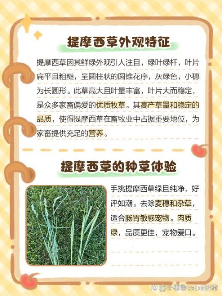 提摩西草图片_如何辨别真假提摩西草-第2张图片-山城妙识