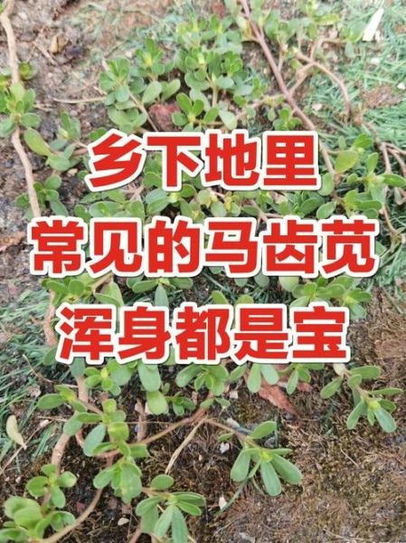 马齿苋治湿疹皮炎有效吗_马齿苋怎么用治湿疹皮炎-第2张图片-山城妙识