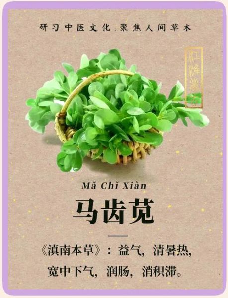 马齿苋治湿疹皮炎有效吗_马齿苋怎么用治湿疹皮炎-第3张图片-山城妙识