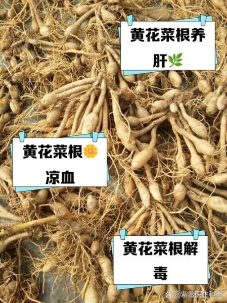 黄花菜煮水喝的功效与作用_黄花菜煮水有什么禁忌-第1张图片-山城妙识