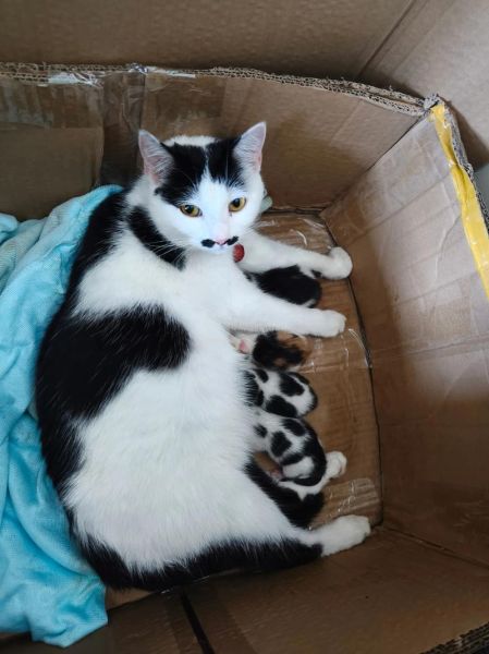 水煮活猫是真的吗_水煮活猫事件真相-第2张图片-山城妙识