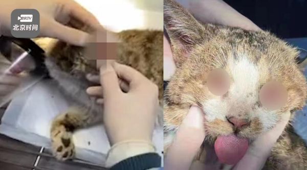 水煮活猫是真的吗_水煮活猫事件真相-第3张图片-山城妙识