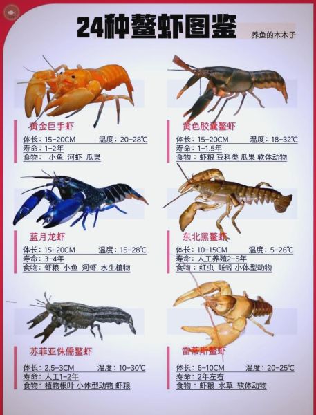 鳌虾怎么养_鳌虾吃什么长得快-第1张图片-山城妙识