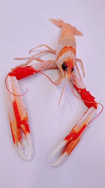 鳌虾怎么养_鳌虾吃什么长得快-第3张图片-山城妙识