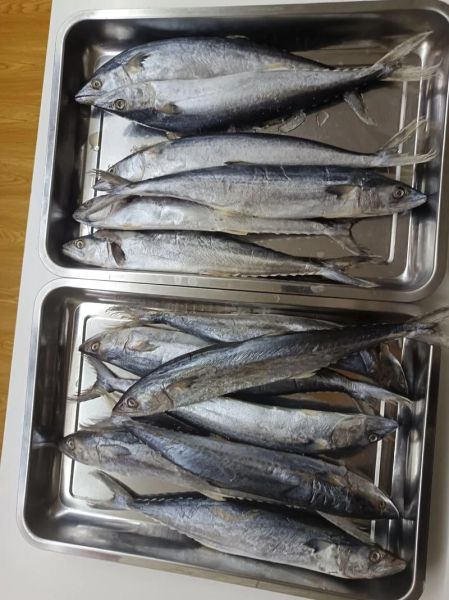 香煎鲅鱼怎么腌制_香煎鲅鱼腌制窍门-第1张图片-山城妙识