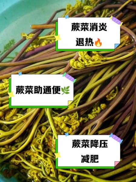 蕨菜怎么处理才能吃_蕨菜去毒方法-第2张图片-山城妙识