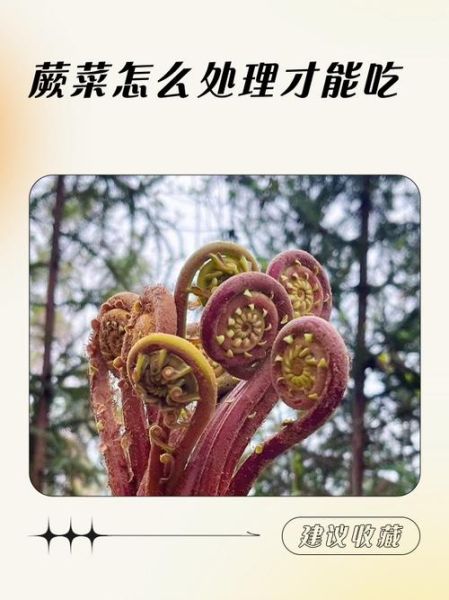 蕨菜怎么处理才能吃_蕨菜去毒方法-第1张图片-山城妙识