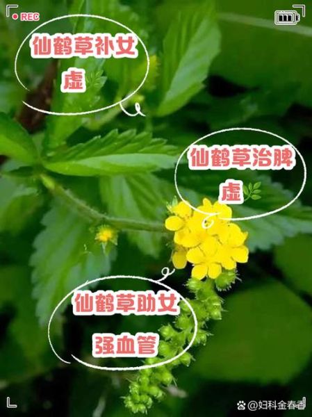 仙鹤草图片功效与作用_仙鹤草能治什么病-第2张图片-山城妙识