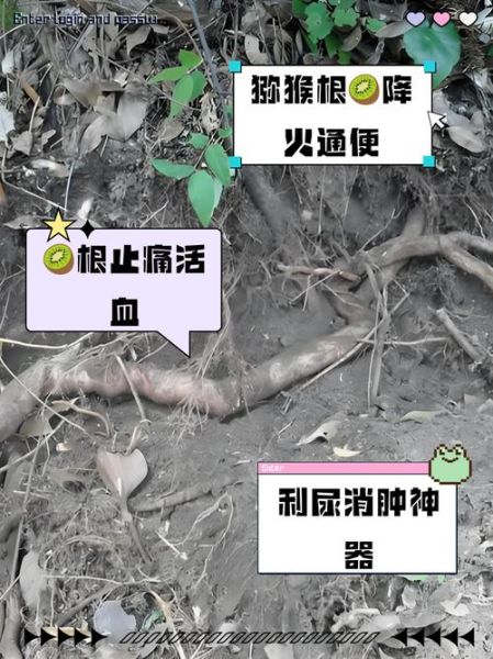 野猕猴桃根抗肿瘤偏方_真的有效吗-第3张图片-山城妙识