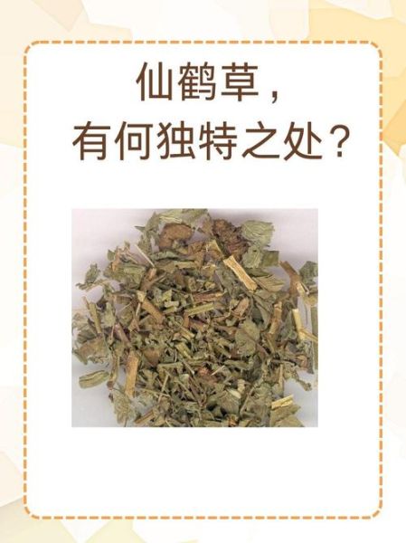 仙鹤草图片功效与作用_仙鹤草能治什么病-第1张图片-山城妙识