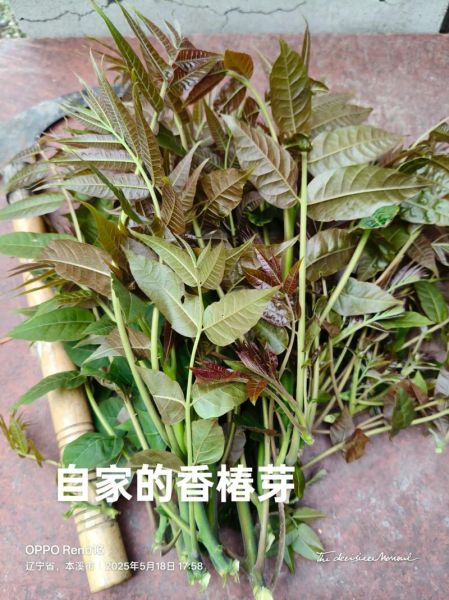 香椿菜怎么做好吃_香椿菜营养价值-第2张图片-山城妙识