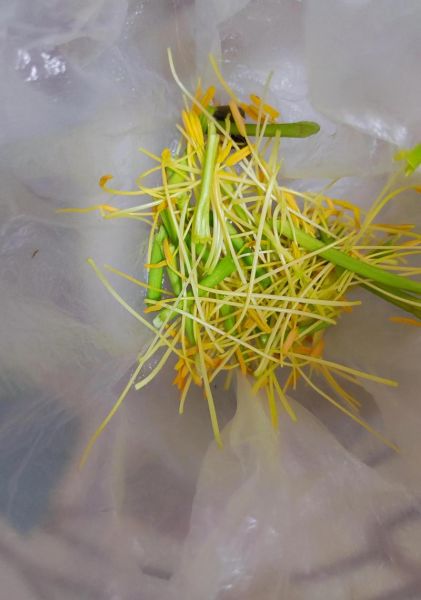 鲜黄花菜怎么处理_鲜黄花菜焯水几分钟-第2张图片-山城妙识