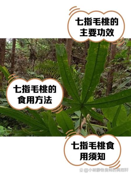 七指毛桃的功效与作用_七指毛桃怎么吃效果最好-第1张图片-山城妙识