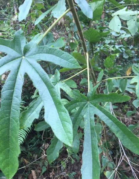 七指毛桃的功效与作用_七指毛桃怎么吃效果最好-第2张图片-山城妙识