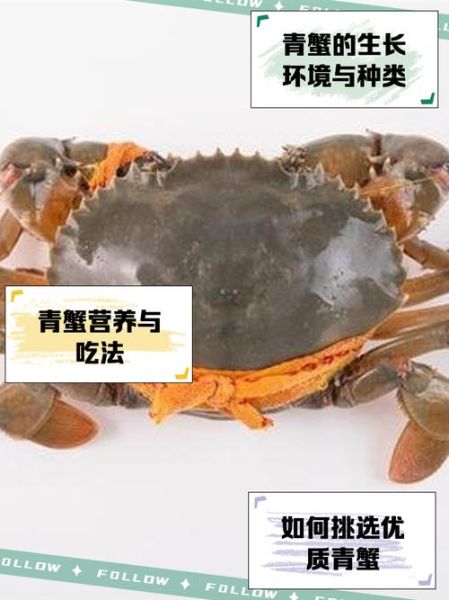 青蟹和大闸蟹哪个贵_价格差异原因-第2张图片-山城妙识
