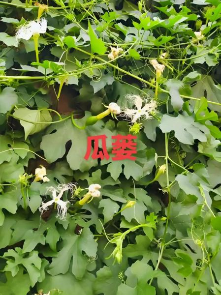 栝楼和瓜蒌的区别_栝楼和瓜蒌一样吗-第2张图片-山城妙识