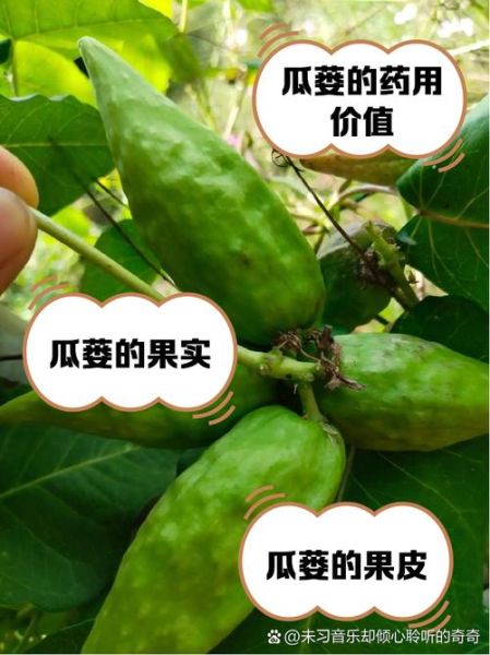 栝楼和瓜蒌的区别_栝楼和瓜蒌一样吗-第3张图片-山城妙识