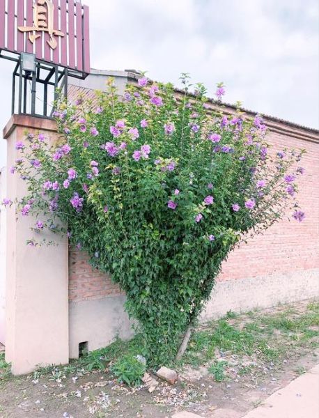 木槿什么时候开花_木槿花语是什么-第2张图片-山城妙识