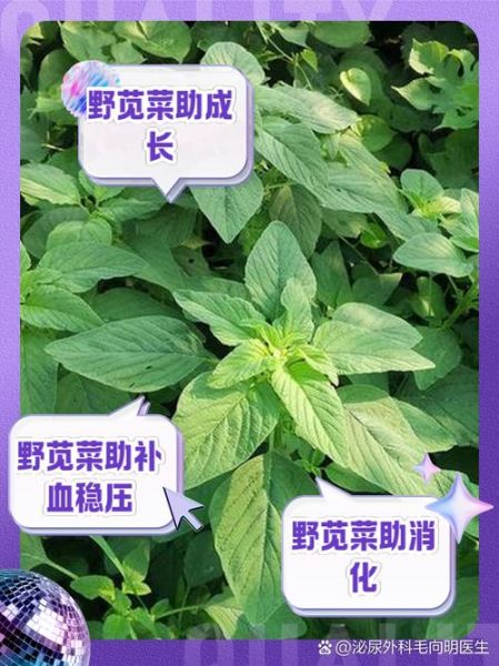 野苋菜根的功效与禁忌_野苋菜根什么人不能吃-第2张图片-山城妙识