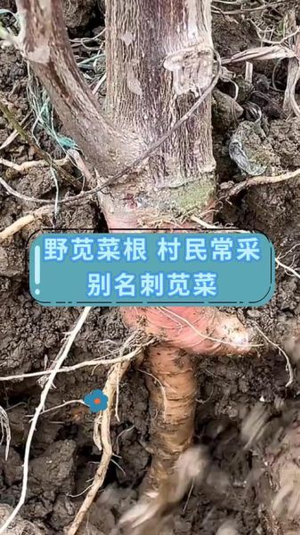 野苋菜根的功效与禁忌_野苋菜根什么人不能吃-第3张图片-山城妙识