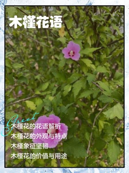 木槿什么时候开花_木槿花语是什么-第3张图片-山城妙识