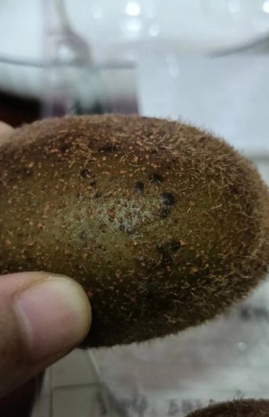 猕猴桃没熟可以吃吗_猕猴桃硬的时候能吃吗-第2张图片-山城妙识