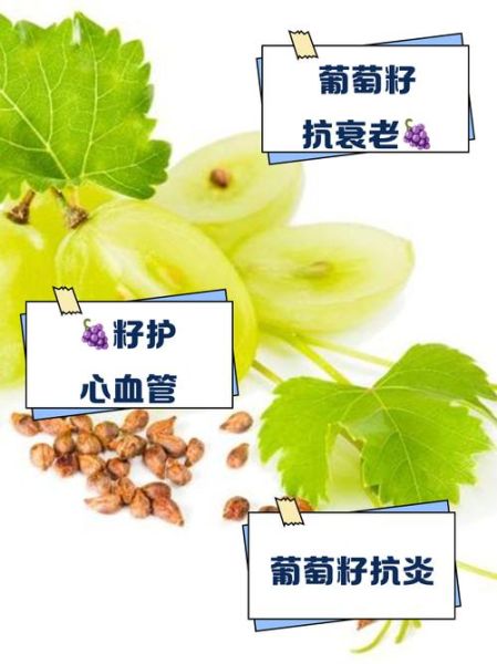 葡萄籽粉怎么吃最有效_葡萄籽粉的功效与作用-第3张图片-山城妙识