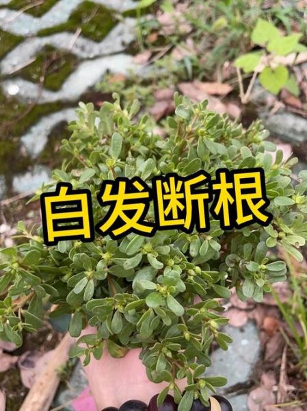 马齿苋治白发真的有效吗_怎么用马齿苋治白发-第2张图片-山城妙识