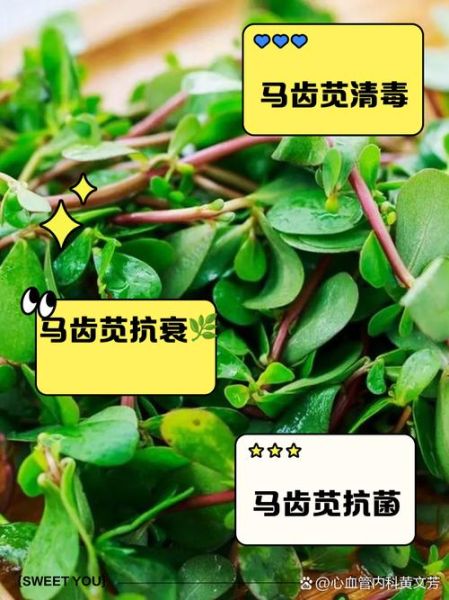 马齿苋治白发真的有效吗_怎么用马齿苋治白发-第1张图片-山城妙识