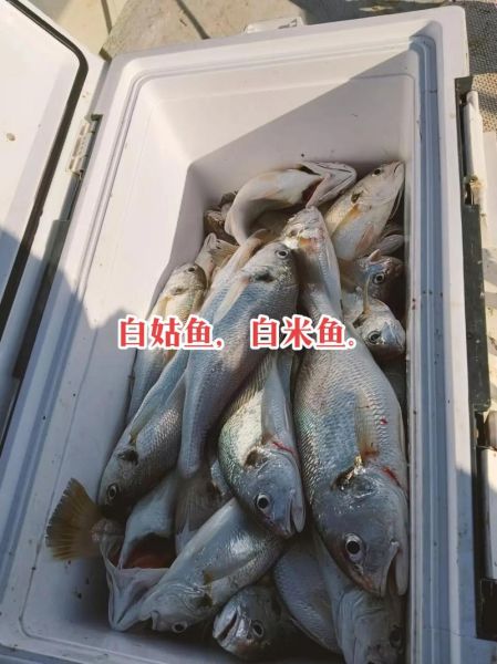 白姑鱼图片_如何分辨真假白姑鱼-第2张图片-山城妙识