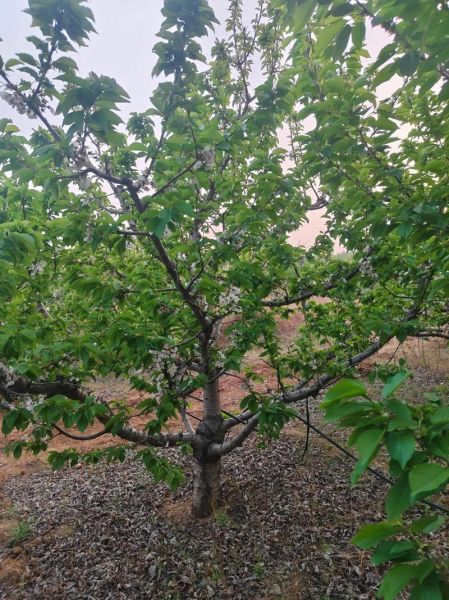 车厘子果树图片_如何辨别品种-第1张图片-山城妙识