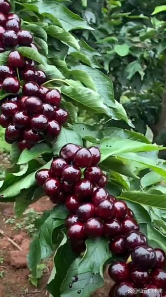 车厘子果树图片_如何辨别品种-第2张图片-山城妙识