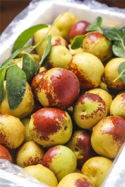 大荔冬枣图片大全_如何挑选正宗大荔冬枣-第2张图片-山城妙识 大荔冬枣图片大全_如何挑选正宗大荔冬枣-第2张图片-山城妙识