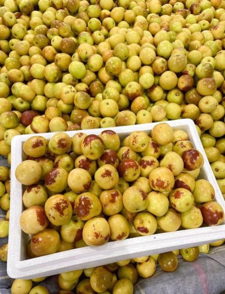 大荔冬枣图片大全_如何挑选正宗大荔冬枣-第1张图片-山城妙识 大荔冬枣图片大全_如何挑选正宗大荔冬枣-第1张图片-山城妙识