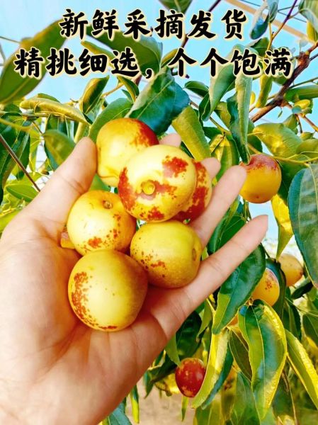 大荔冬枣图片大全_如何挑选正宗大荔冬枣-第3张图片-山城妙识 大荔冬枣图片大全_如何挑选正宗大荔冬枣-第3张图片-山城妙识