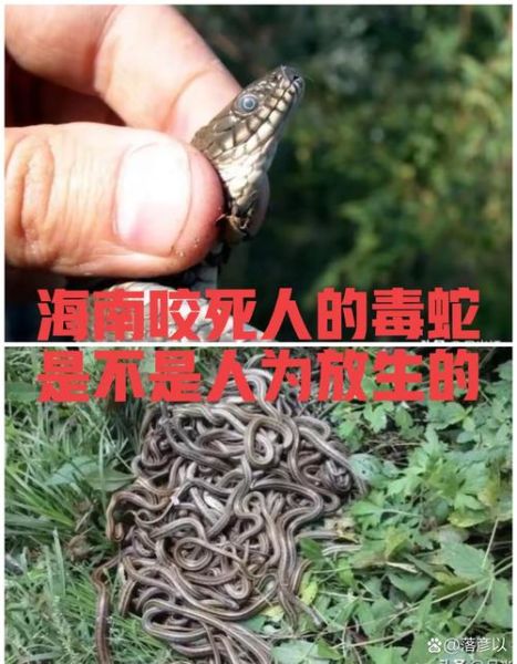 丧尸蛇是什么_丧尸蛇真的存在吗-第2张图片-山城妙识
