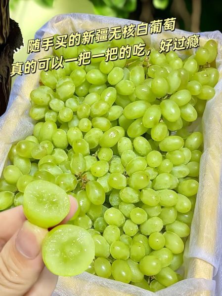 马奶提子是什么品种_马奶提子图片怎么辨别真假-第2张图片-山城妙识