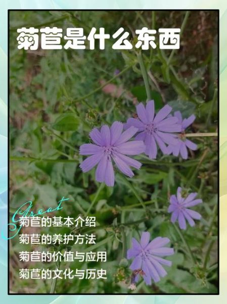 菊苣的功效与作用_菊苣主治哪些疾病-第3张图片-山城妙识 菊苣的功效与作用_菊苣主治哪些疾病-第3张图片-山城妙识