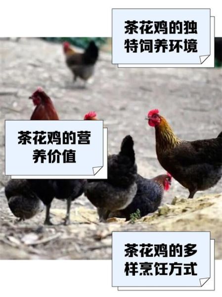 茶花鸡是什么_茶花鸡怎么养-第1张图片-山城妙识