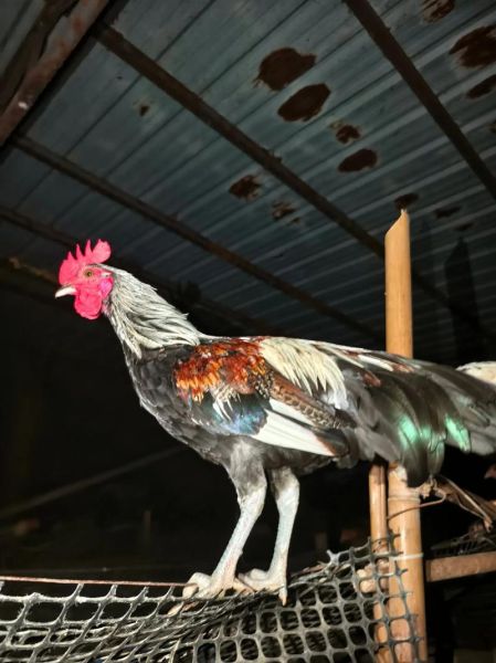 茶花鸡是什么_茶花鸡怎么养-第2张图片-山城妙识