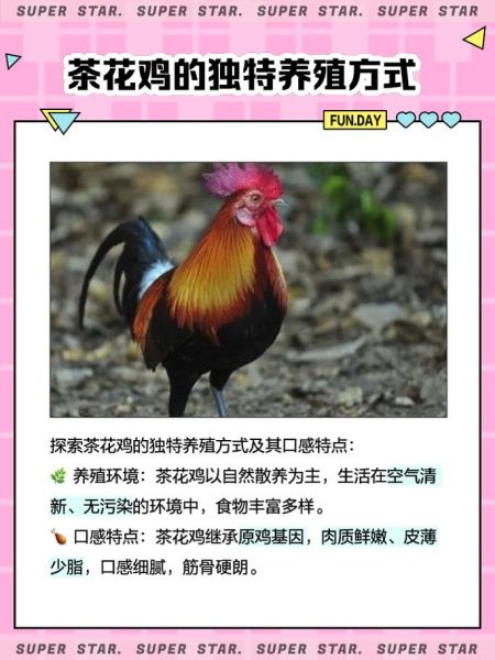 茶花鸡是什么_茶花鸡怎么养-第3张图片-山城妙识
