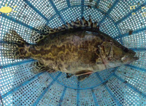 鳌花鱼多少钱一斤_鳌花鱼怎么做好吃-第1张图片-山城妙识