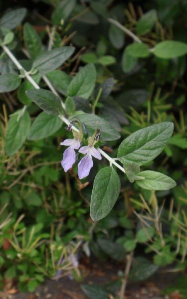 水果蓝花期多长_水果蓝几月开花-第2张图片-山城妙识