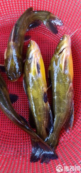 黄蜂鱼和黄骨鱼的区别_哪个更好吃-第1张图片-山城妙识