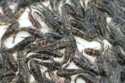 黄蜂鱼和黄骨鱼的区别_哪个更好吃-第2张图片-山城妙识