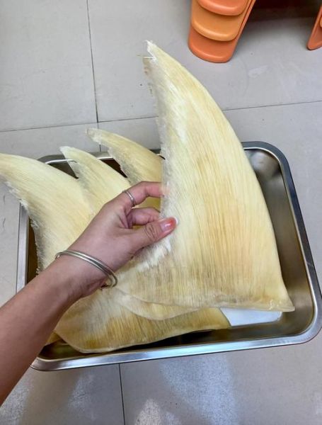 鱼翅什么人不能吃_孕妇能吃鱼翅吗-第1张图片-山城妙识