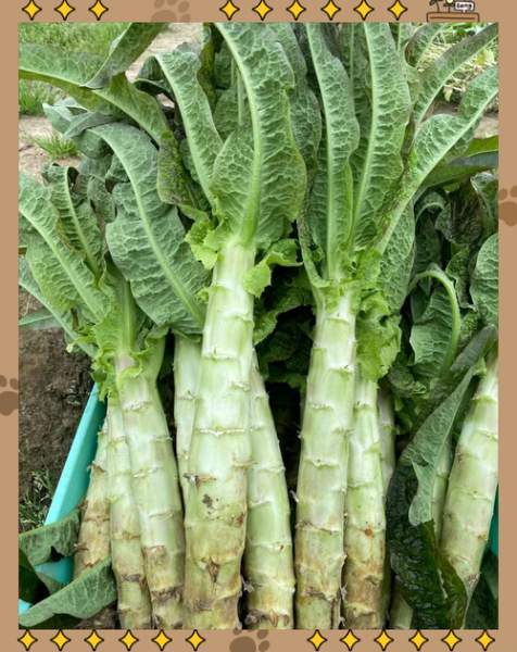 莴笋和油麦菜的区别_哪个营养价值更高-第1张图片-山城妙识 莴笋和油麦菜的区别_哪个营养价值更高-第1张图片-山城妙识