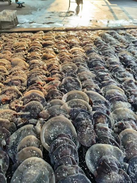 海蜇皮多少钱一斤_怎么挑选优质海蜇皮-第3张图片-山城妙识