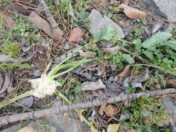 雪里红根的功效与作用_雪里红根怎么吃最好-第1张图片-山城妙识